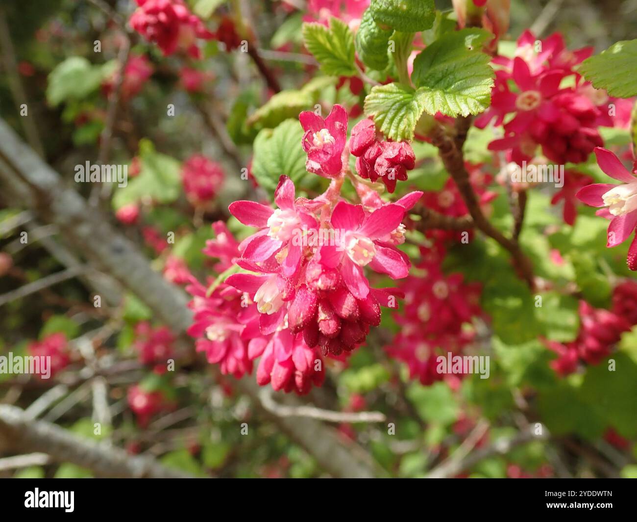 Red-flowering Currant (Ribes sanguineum Stock Photo - Alamy