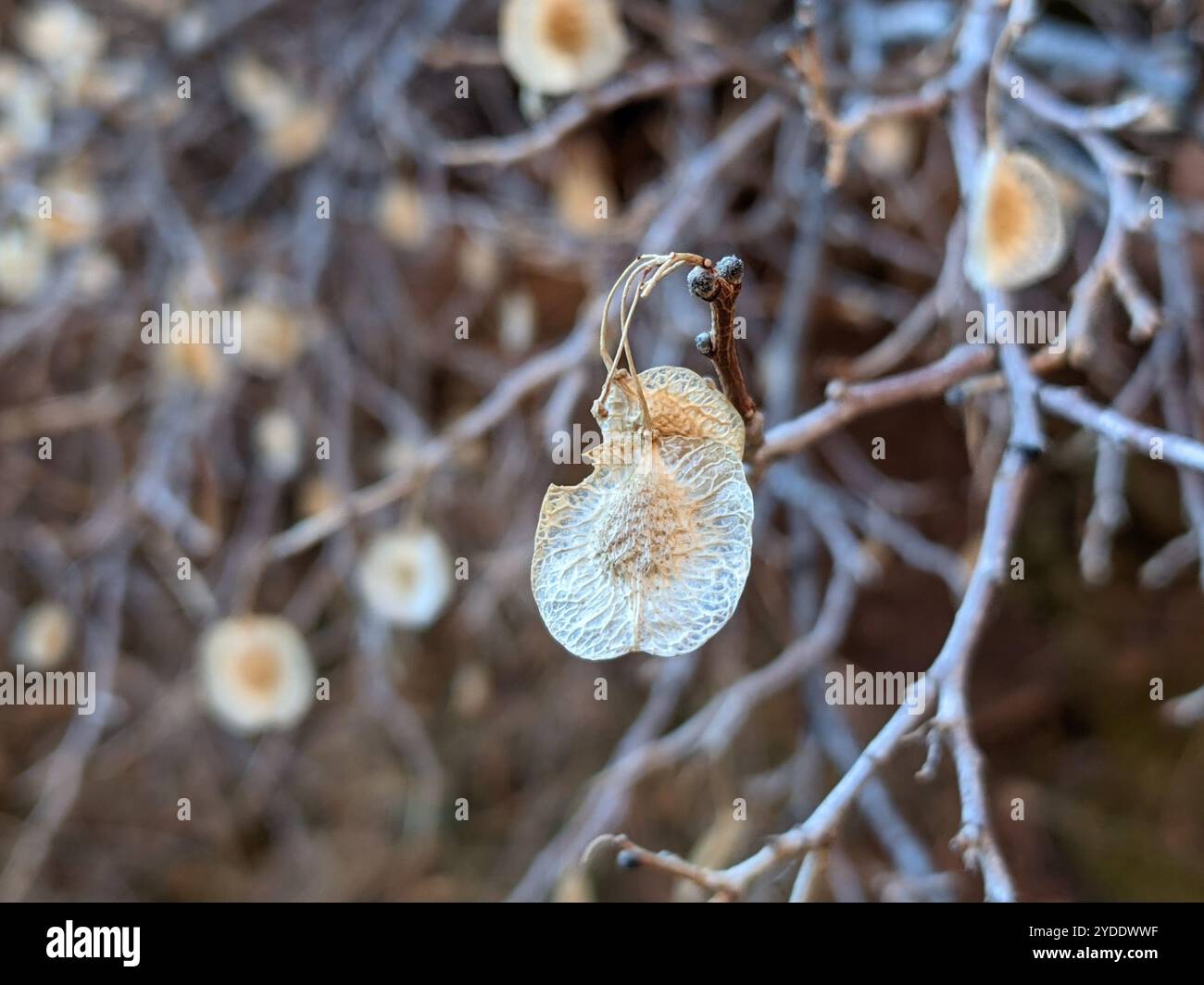 common hoptree (Ptelea trifoliata Stock Photo - Alamy