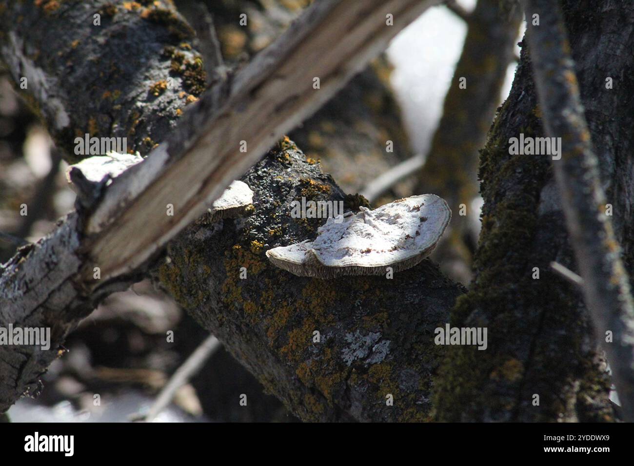 Megaloma hi-res stock photography and images - Alamy