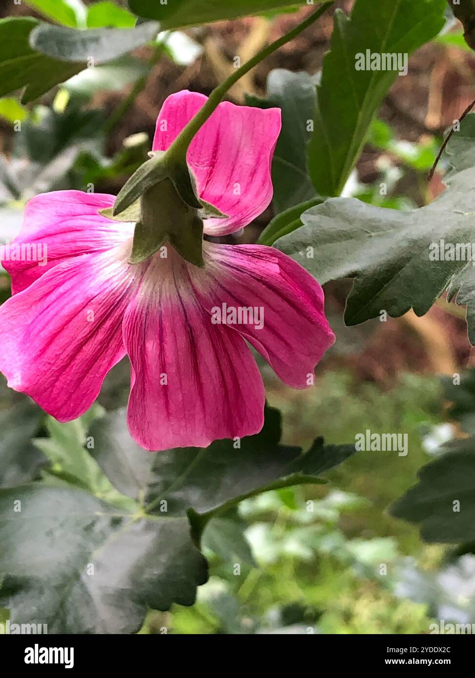 Island Mallow (Malva assurgentiflora Stock Photo - Alamy