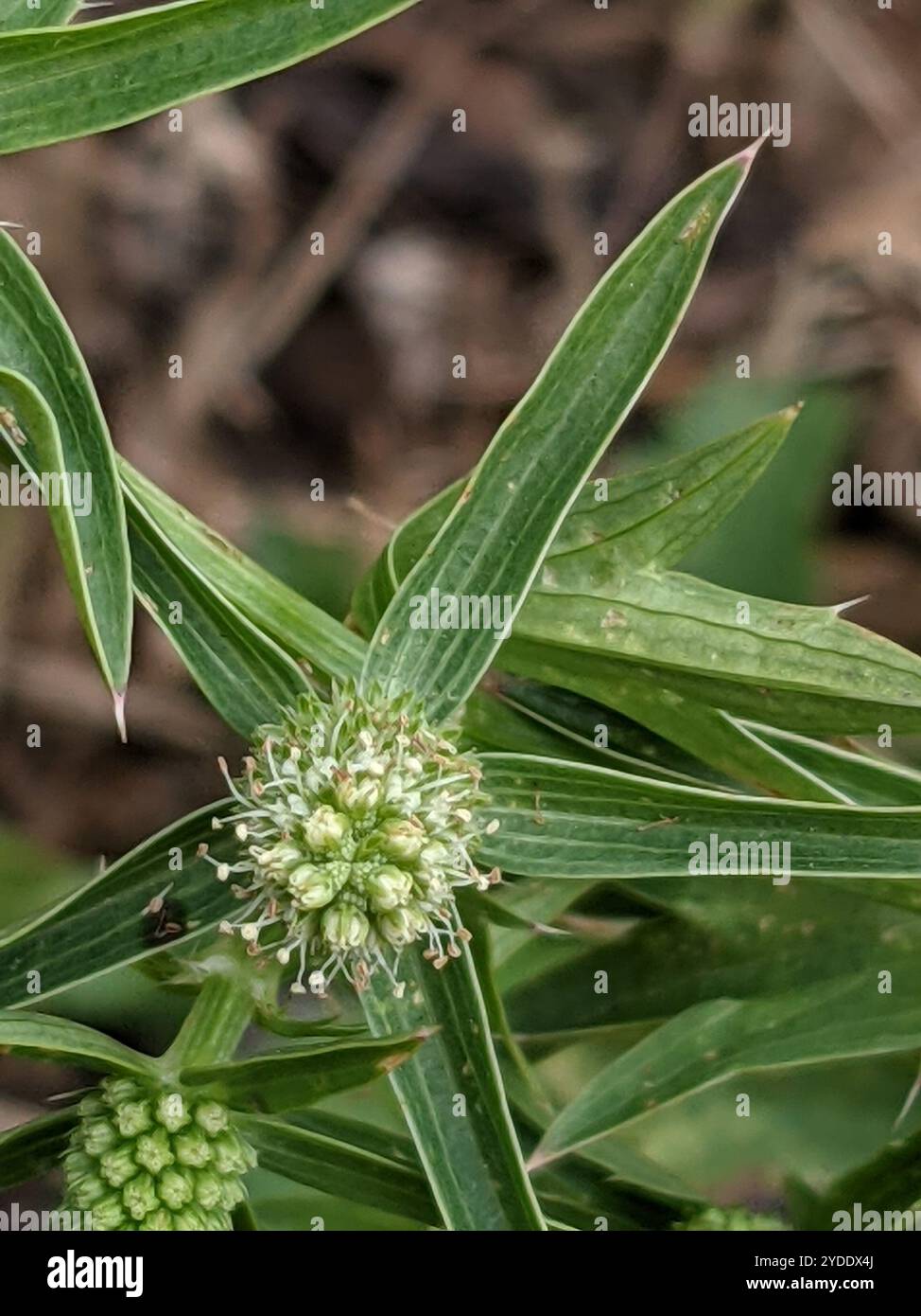 Mexican Culantro (Eryngium foetidum Stock Photo - Alamy