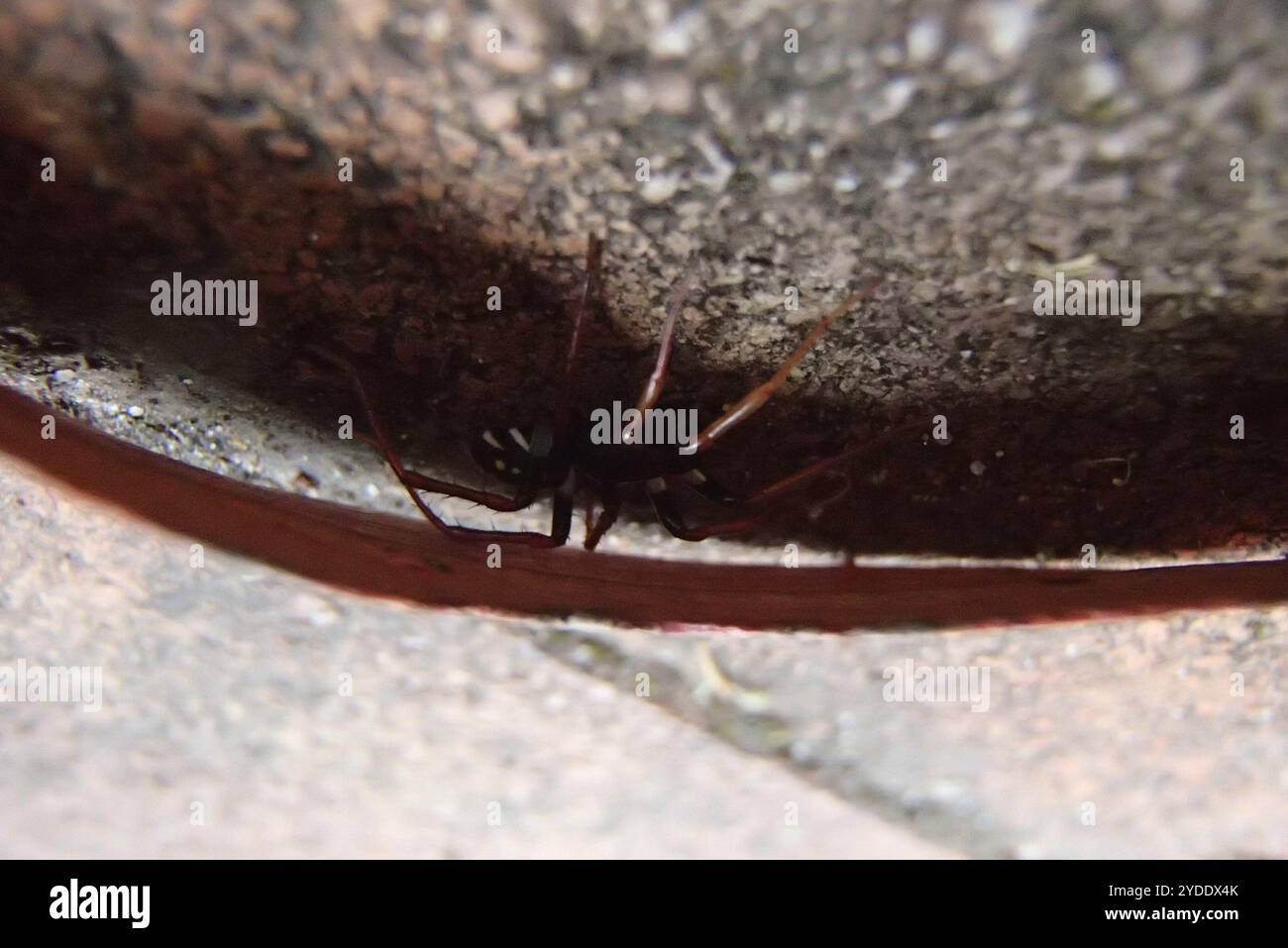 Ant-eating and Flattened Ant Spiders (Zodarioidea Stock Photo - Alamy