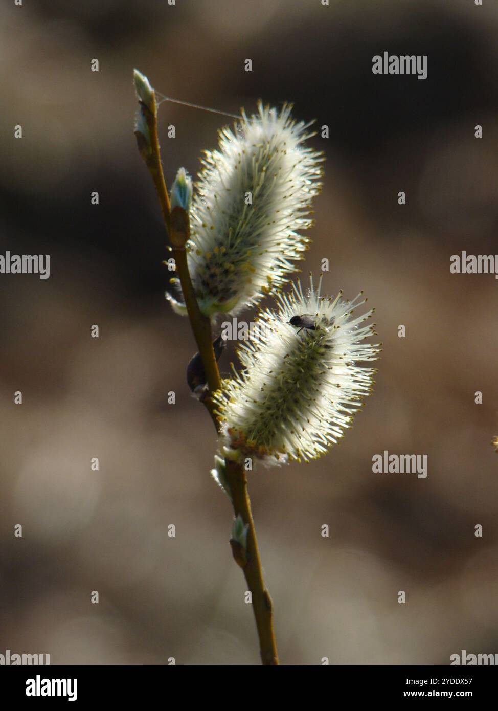 goat willow (Salix caprea Stock Photo - Alamy