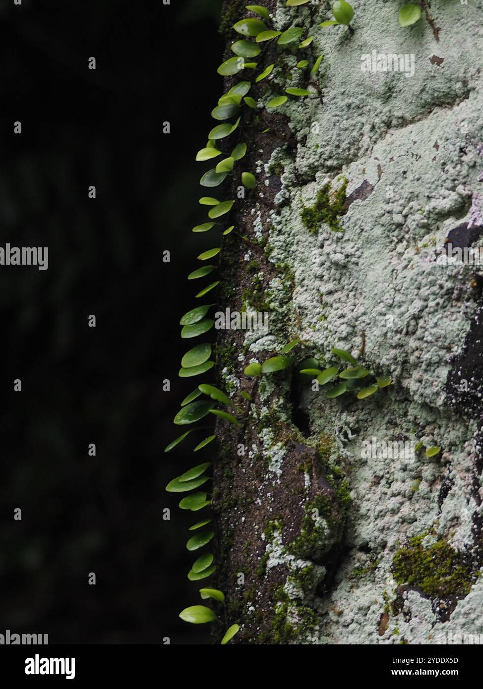 Green penny fern (Lemmaphyllum microphyllum Stock Photo - Alamy