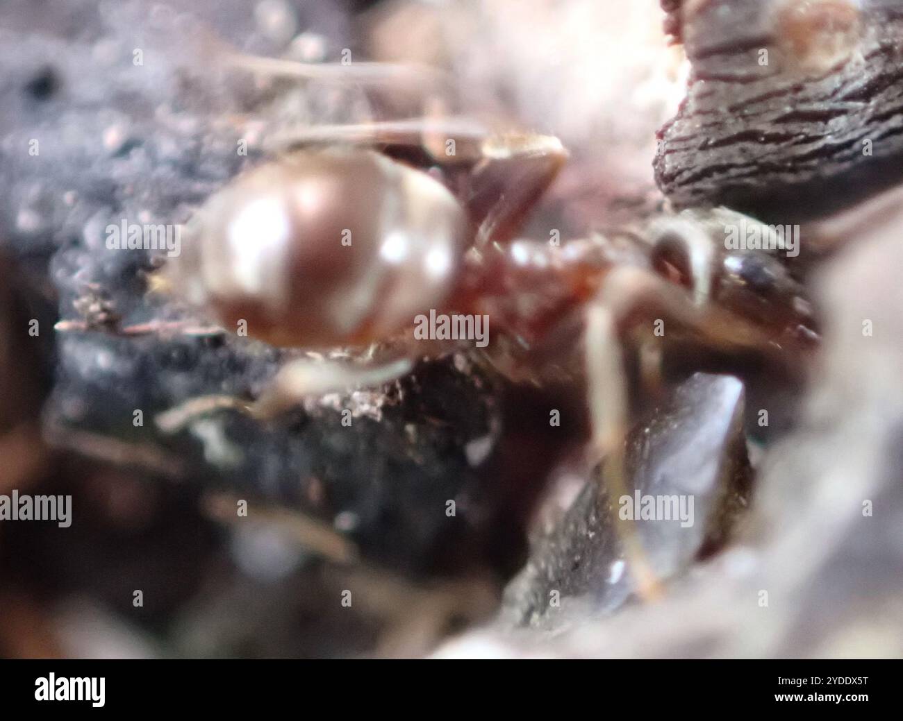 Citronella Ants, Fuzzy Ants, and Allies (Lasius Stock Photo - Alamy