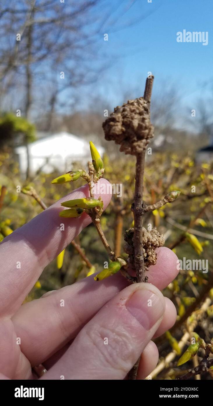 Olive Knot (Pseudomonas savastanoi Stock Photo - Alamy