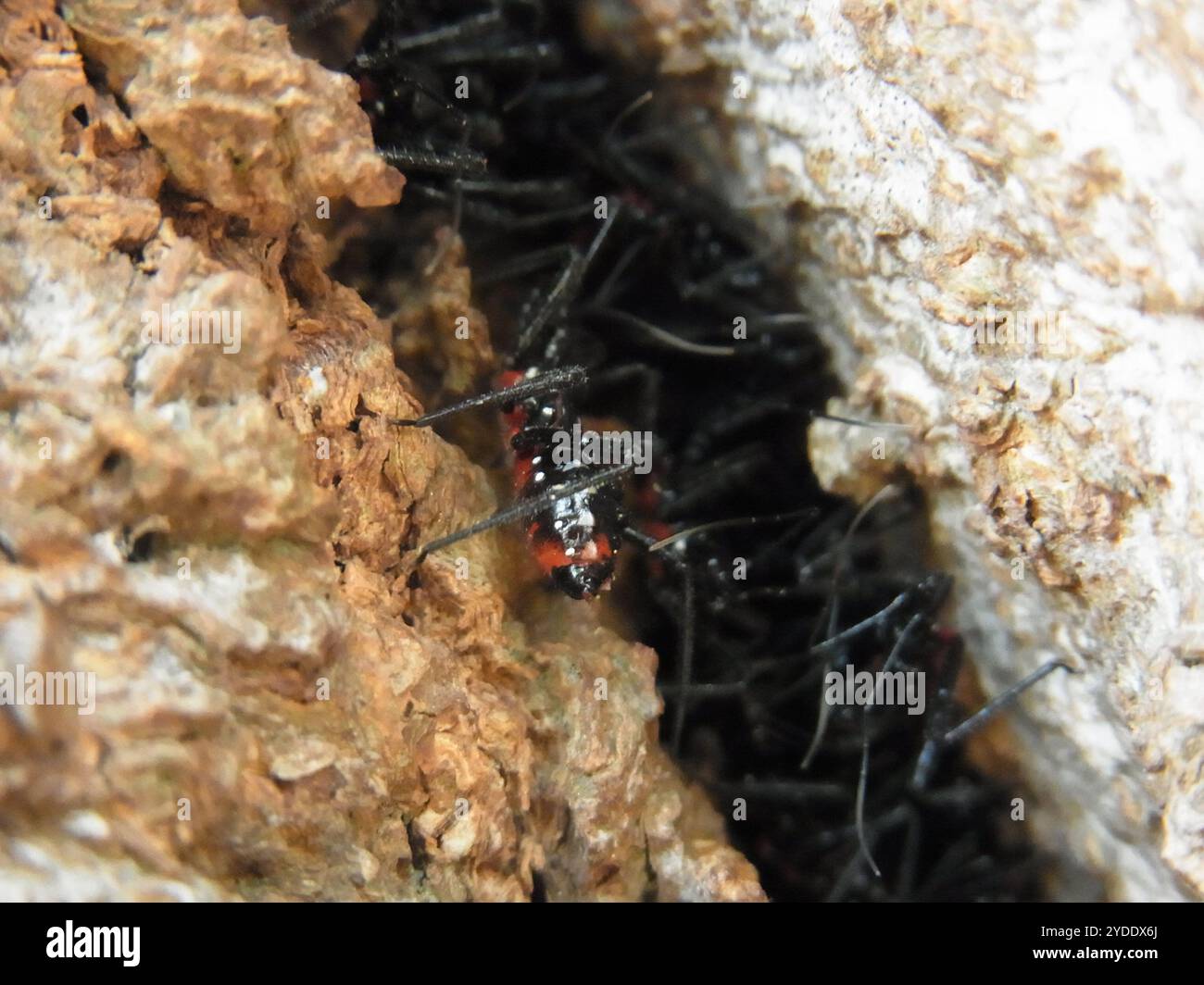Japanese Assassin Bug (Agriosphodrus dohrni Stock Photo - Alamy
