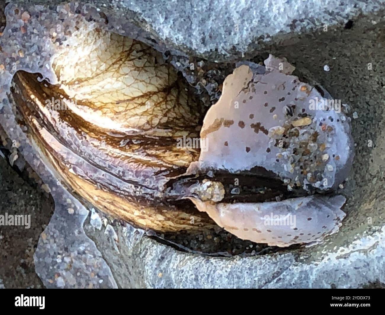 Flat-tip Piddock (Penitella penita Stock Photo - Alamy