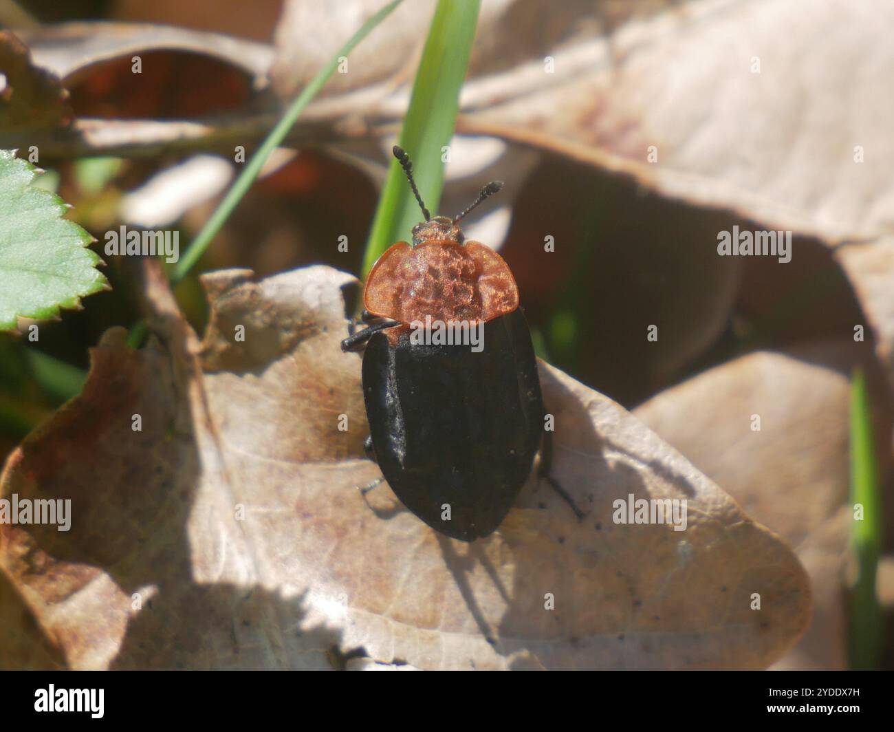 Red-breasted Carrion Beetle (Oiceoptoma thoracicum Stock Photo - Alamy
