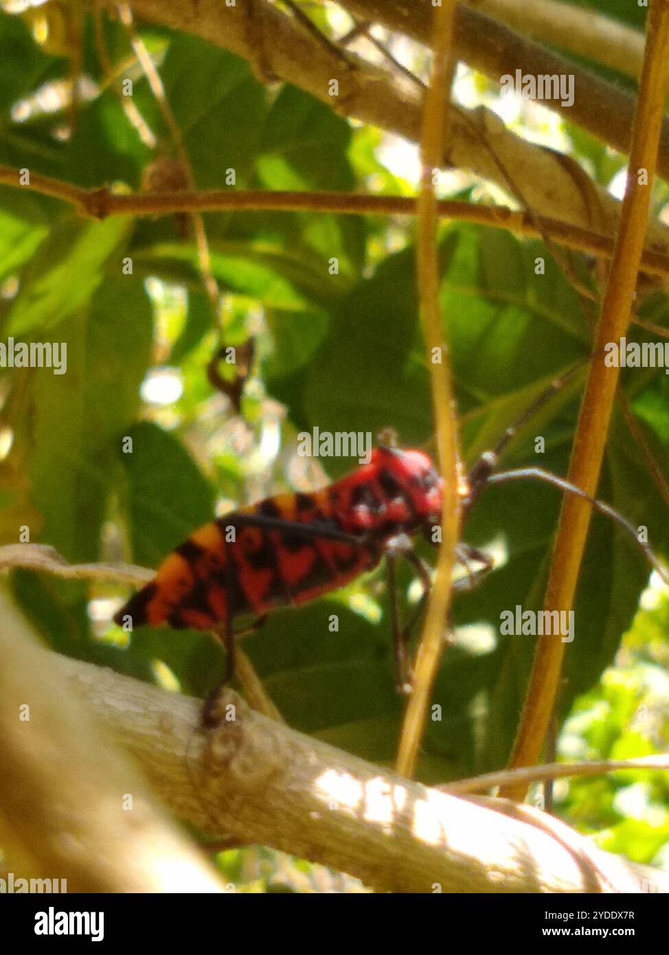 Sephina hi-res stock photography and images - Alamy