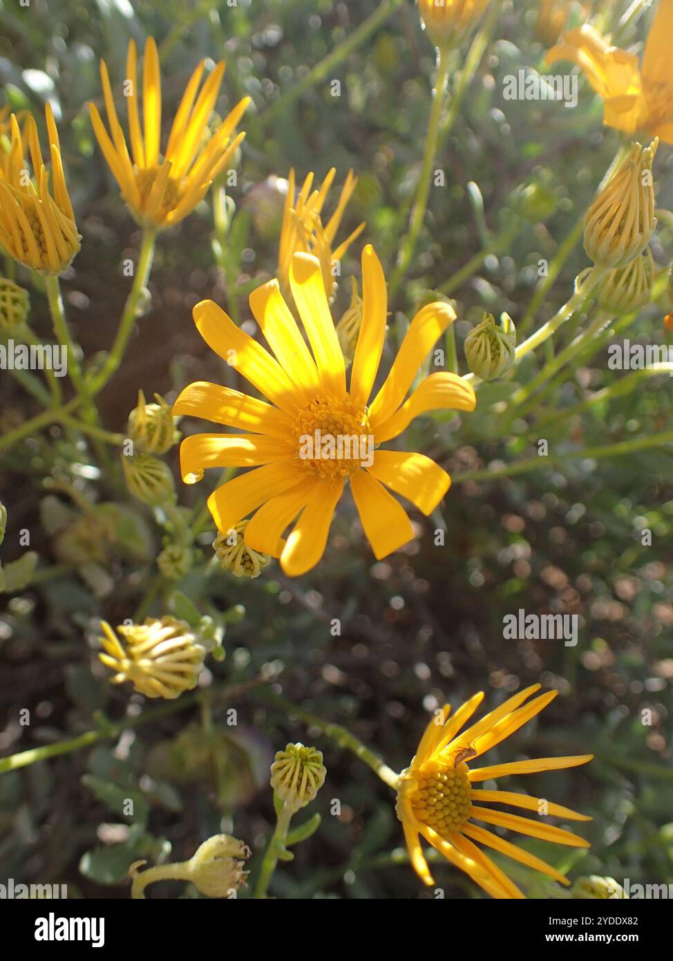 boneseed daisies (Osteospermum Stock Photo - Alamy