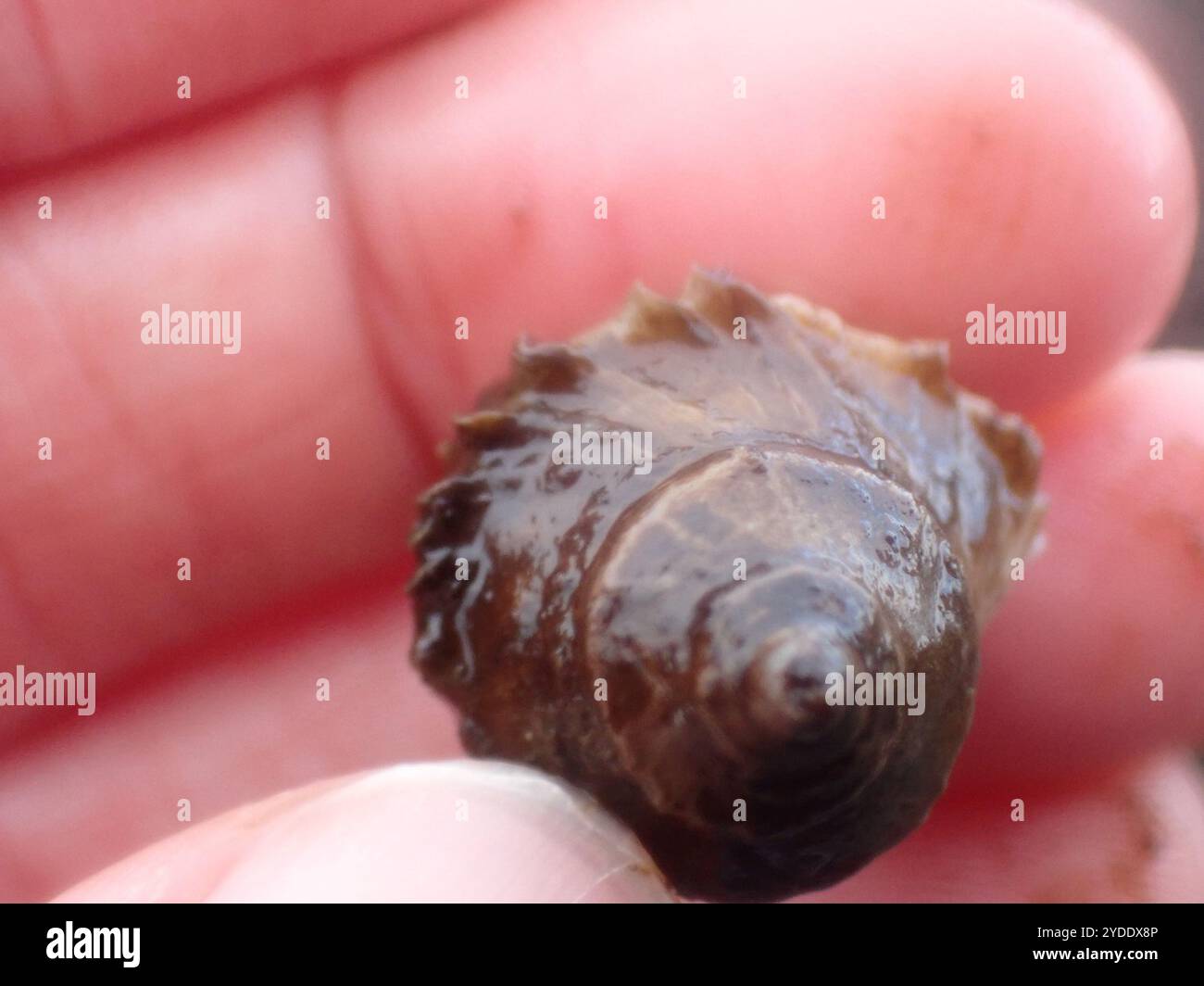 Frilled Dogwinkle (Nucella lamellosa Stock Photo - Alamy