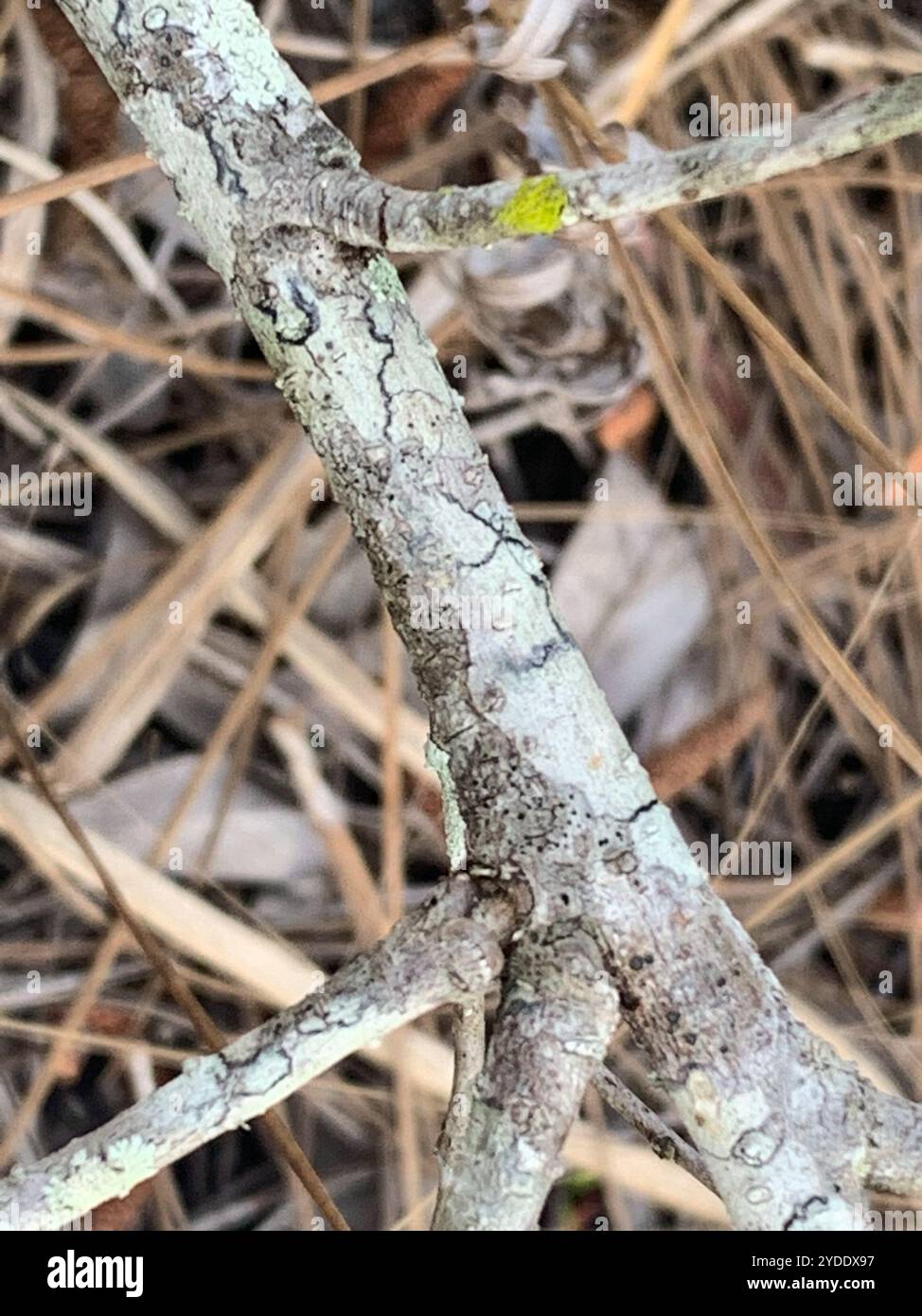netted pawpaw (Asimina reticulata Stock Photo - Alamy