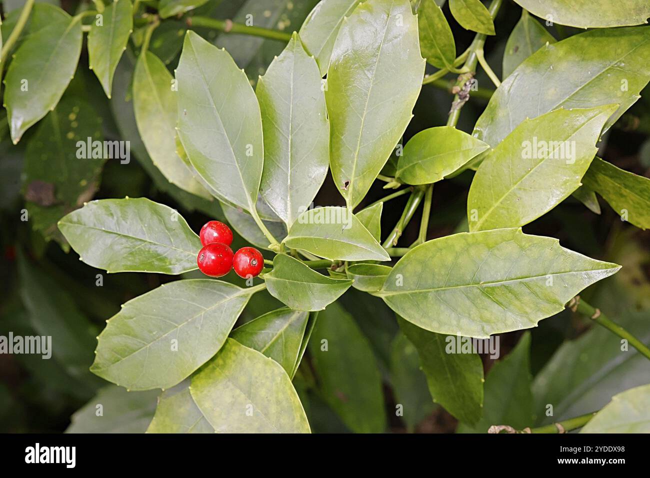 Japanese aucuba (Aucuba japonica Stock Photo - Alamy