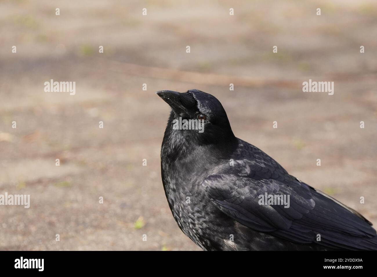 American Crow (Corvus brachyrhynchos Stock Photo - Alamy