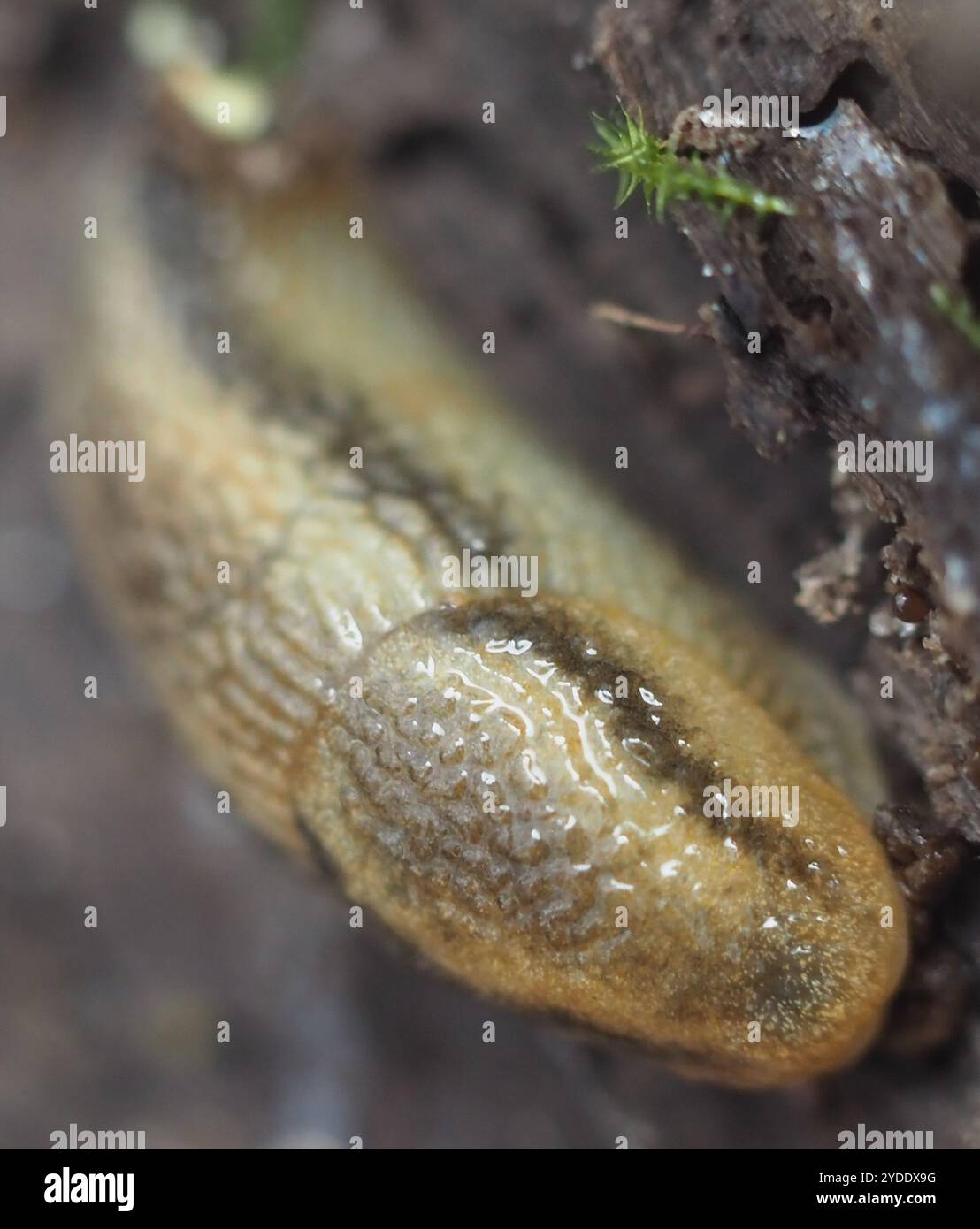 Western Dusky Slug (Arion subfuscus Stock Photo - Alamy
