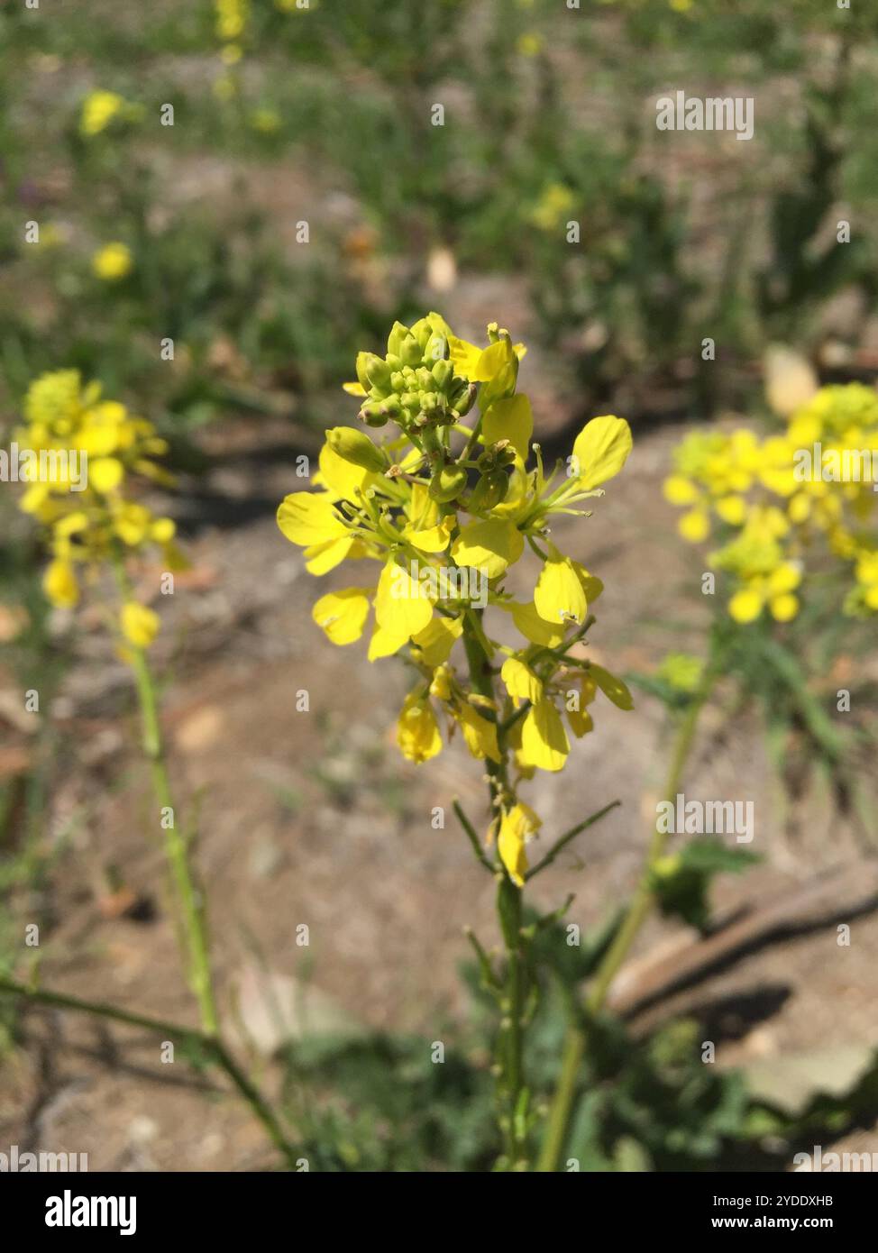 charlock (Mutarda arvensis Stock Photo - Alamy