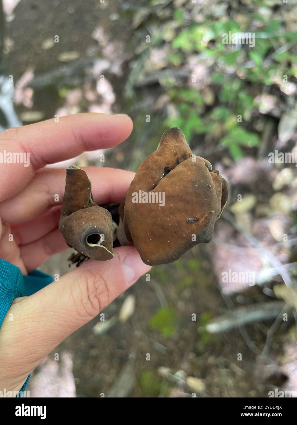 Saddle-shaped False Morel (Gyromitra infula Stock Photo - Alamy