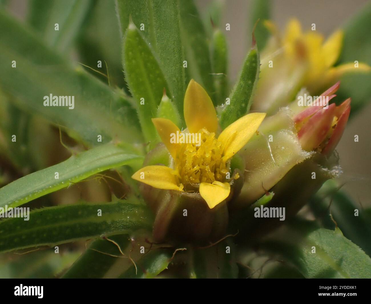 Spreading chinchweed (Pectis prostrata Stock Photo - Alamy