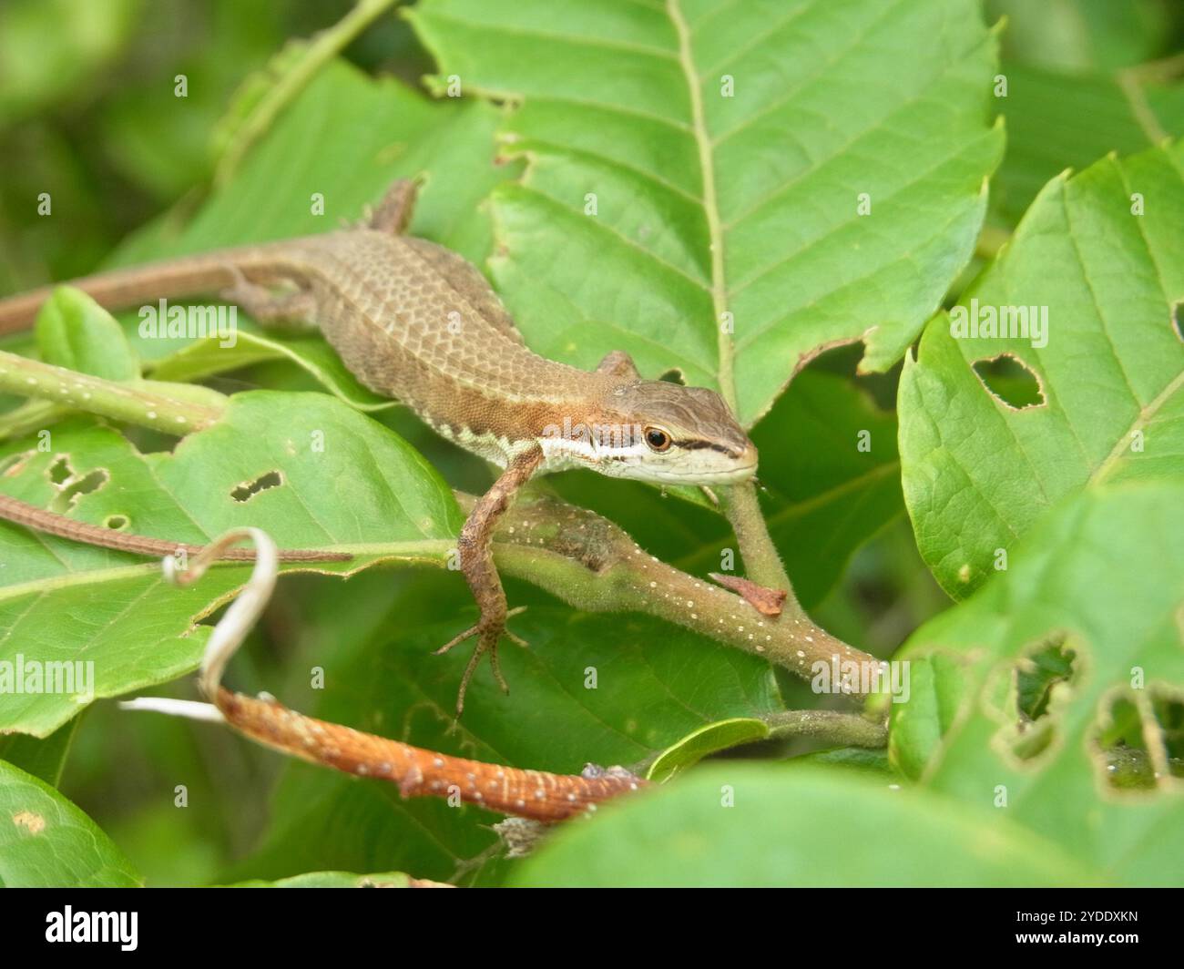 Japanese Grass Lizard (Takydromus tachydromoides Stock Photo - Alamy