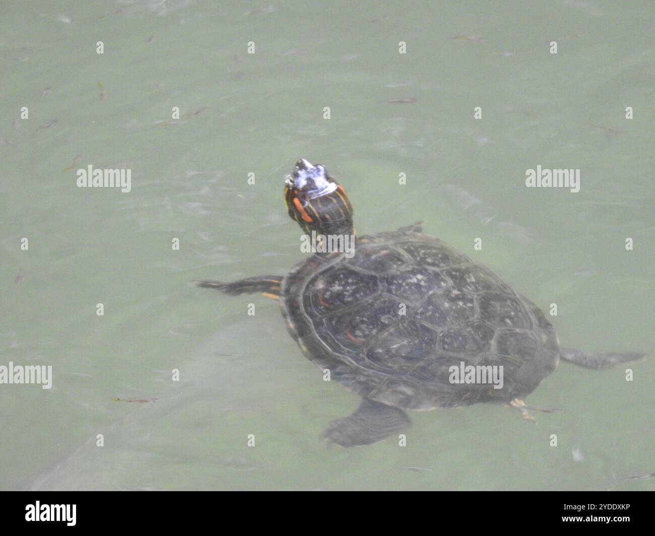 Colombian Slider (Trachemys callirostris callirostris Stock Photo - Alamy