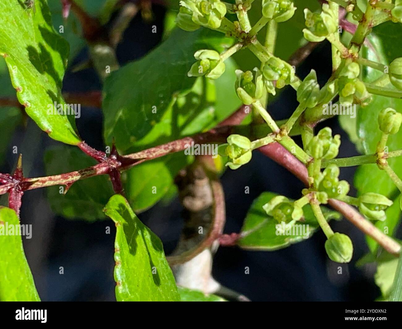 Hercules' club (Zanthoxylum clava-herculis Stock Photo - Alamy
