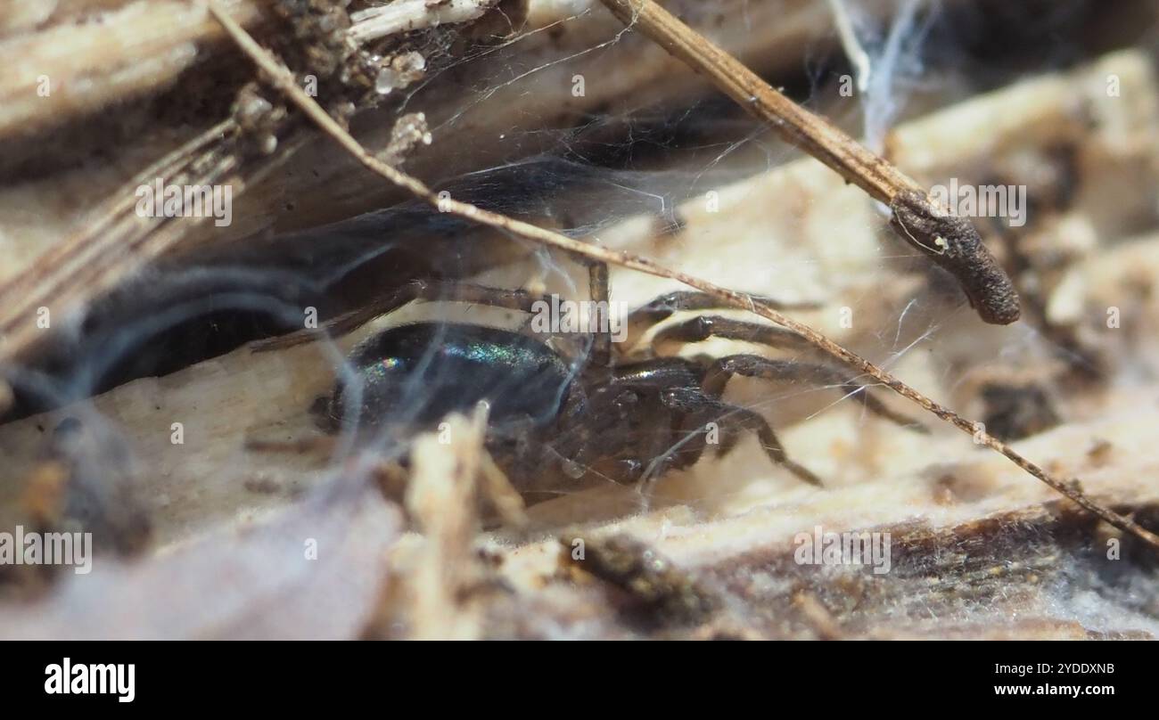 Typical Spiders (Araneomorphae Stock Photo - Alamy