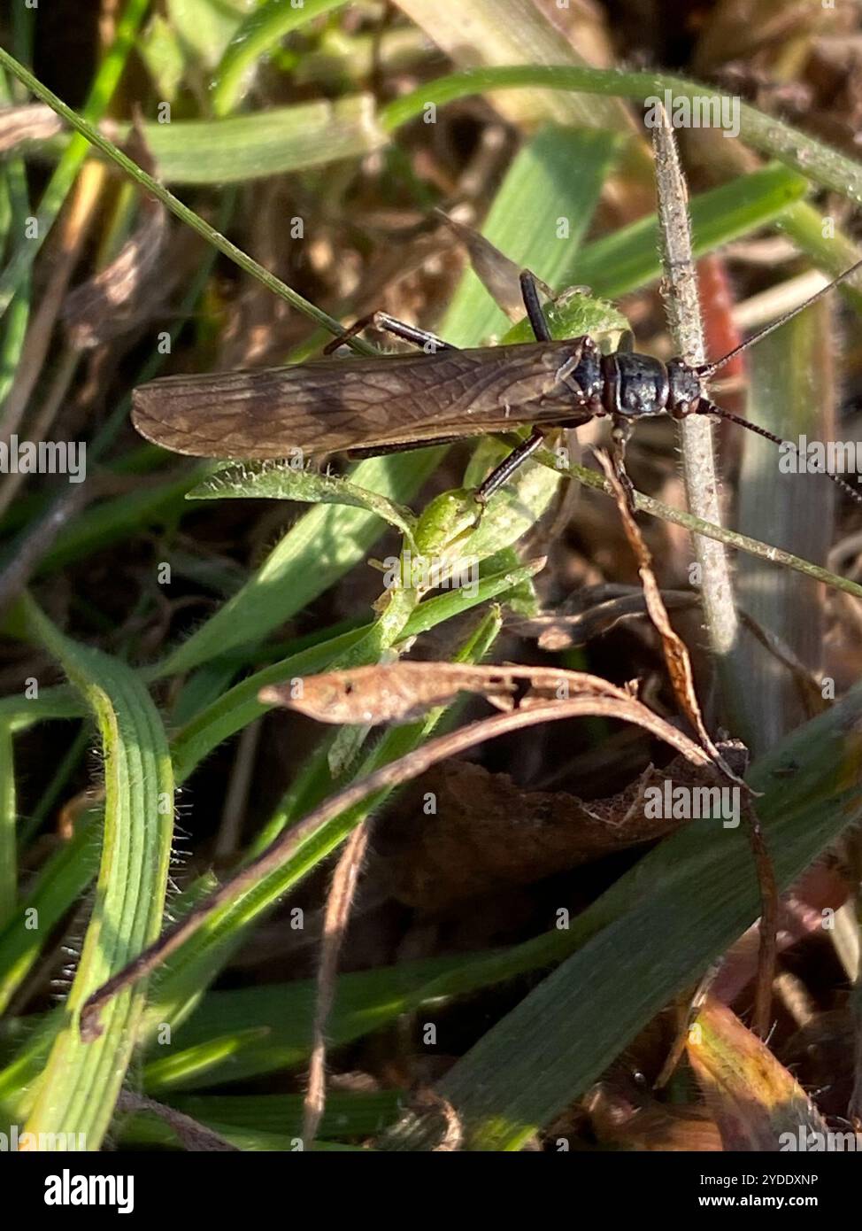 Winter Stoneflies (Taeniopterygidae Stock Photo - Alamy