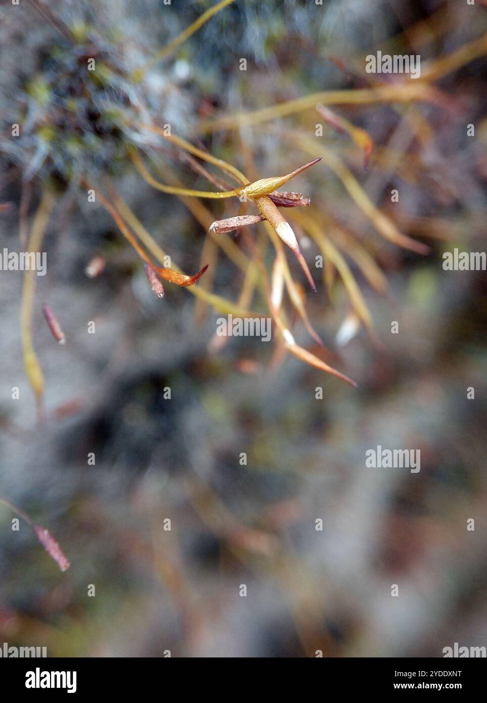 Wall Screw-moss (Tortula muralis Stock Photo - Alamy