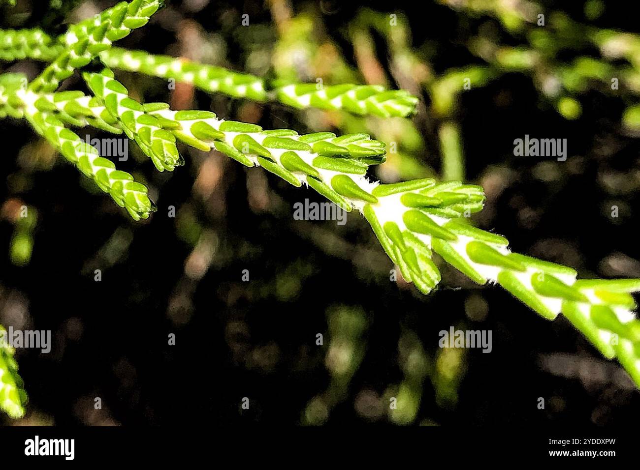 Beach Gonna (Passerina rigida Stock Photo - Alamy