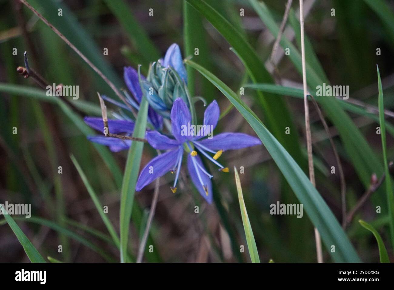 small camas (Camassia quamash Stock Photo - Alamy