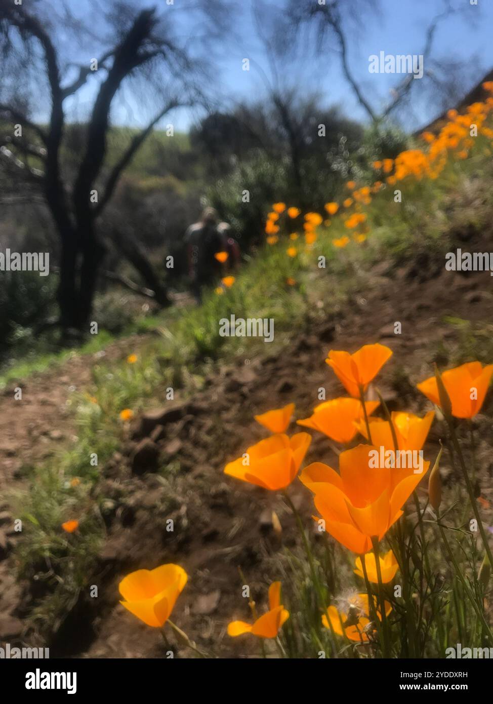 Tufted Poppy (Eschscholzia caespitosa Stock Photo - Alamy