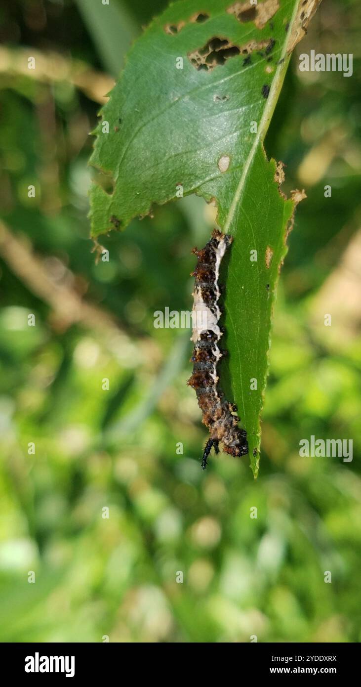 Viceroy (Limenitis archippus Stock Photo - Alamy