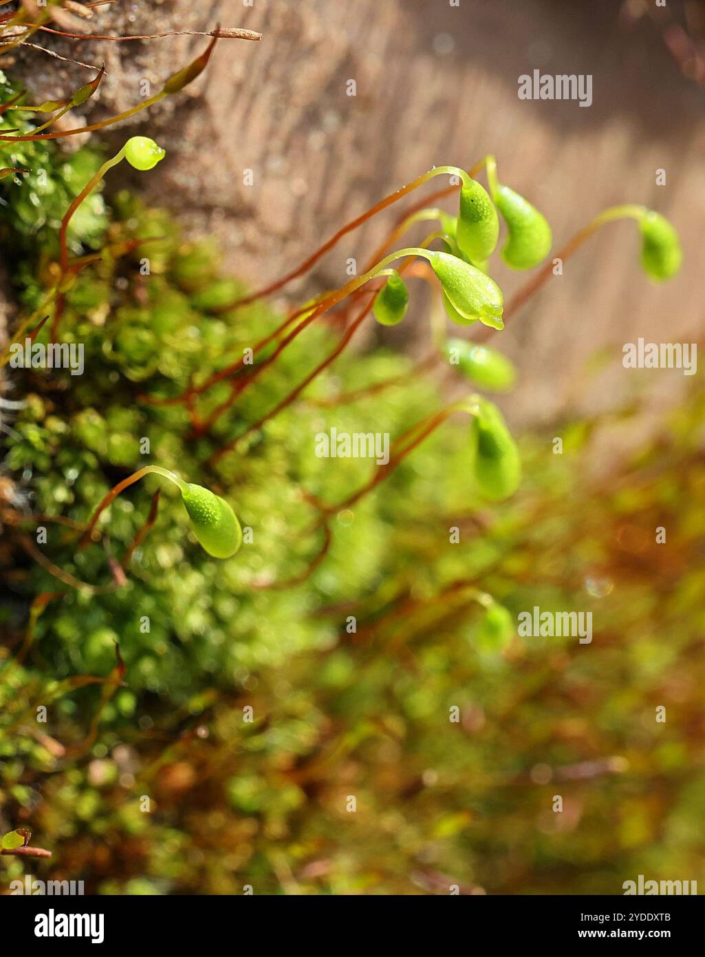 Capillary Thread-moss (Ptychostomum capillare Stock Photo - Alamy