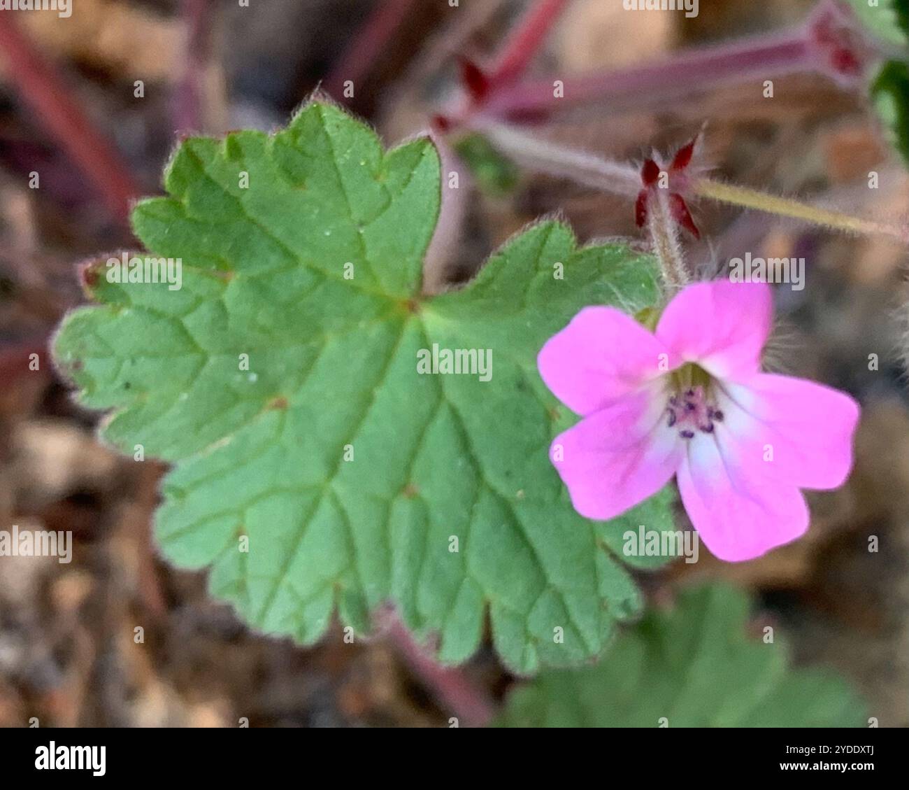 Round-leaved Crane's-bill (Geranium rotundifolium Stock Photo - Alamy