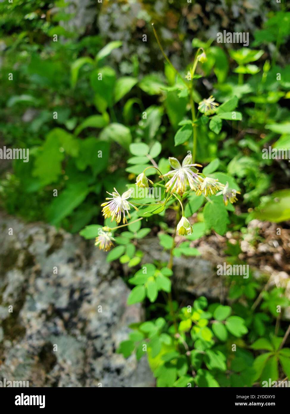 tall meadow-rue (Thalictrum pubescens Stock Photo - Alamy