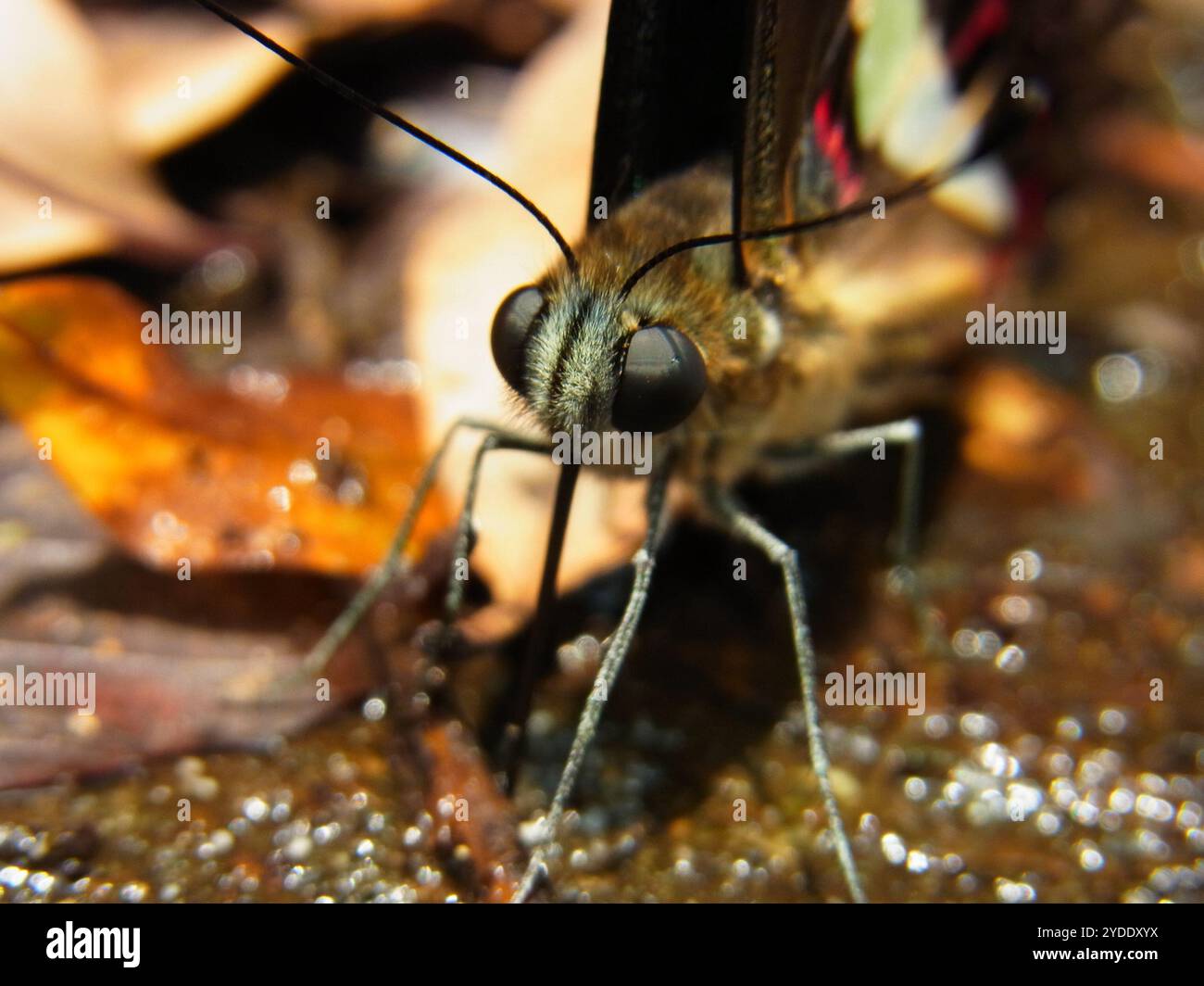 Japanese Common Bluebottle (Graphium sarpedon nipponum Stock Photo - Alamy
