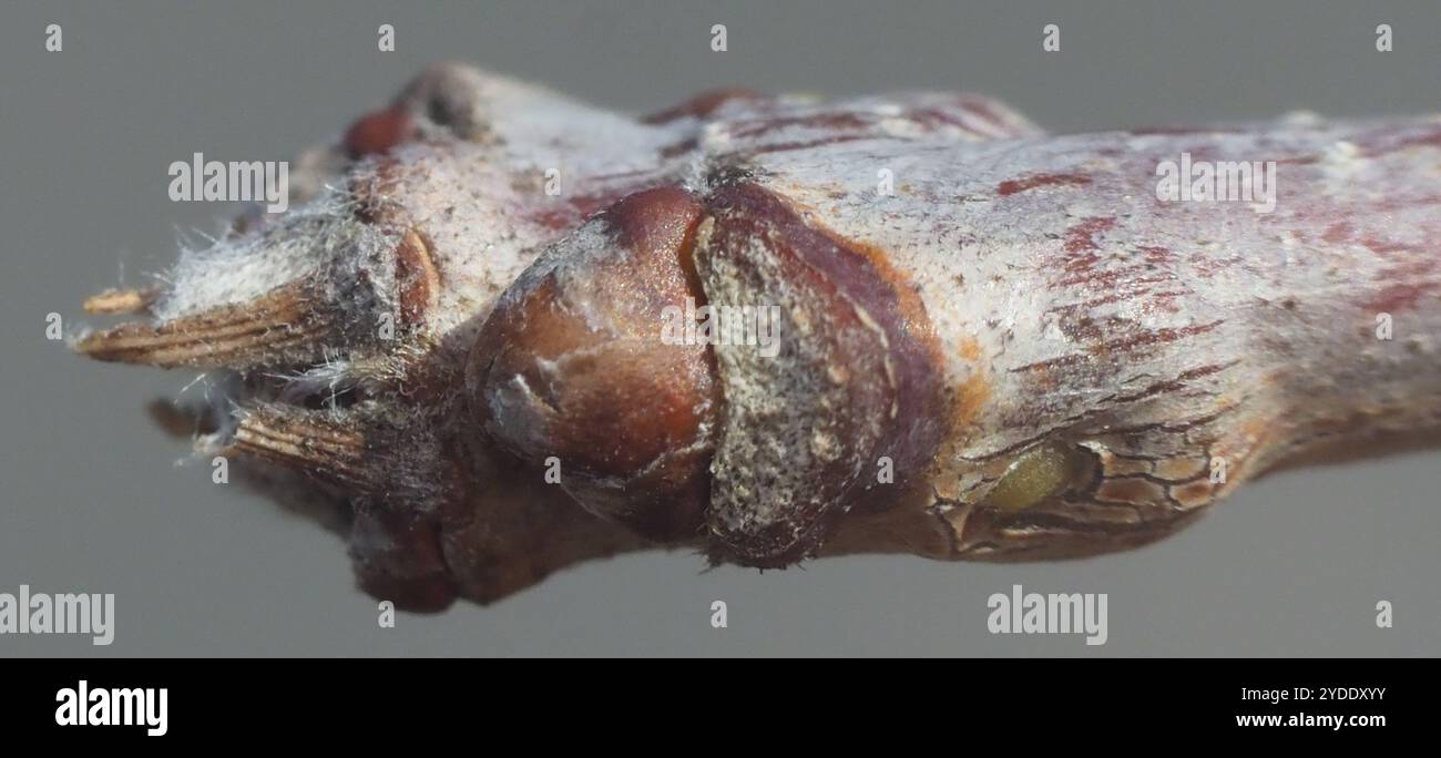 swamp white oak (Quercus bicolor Stock Photo - Alamy