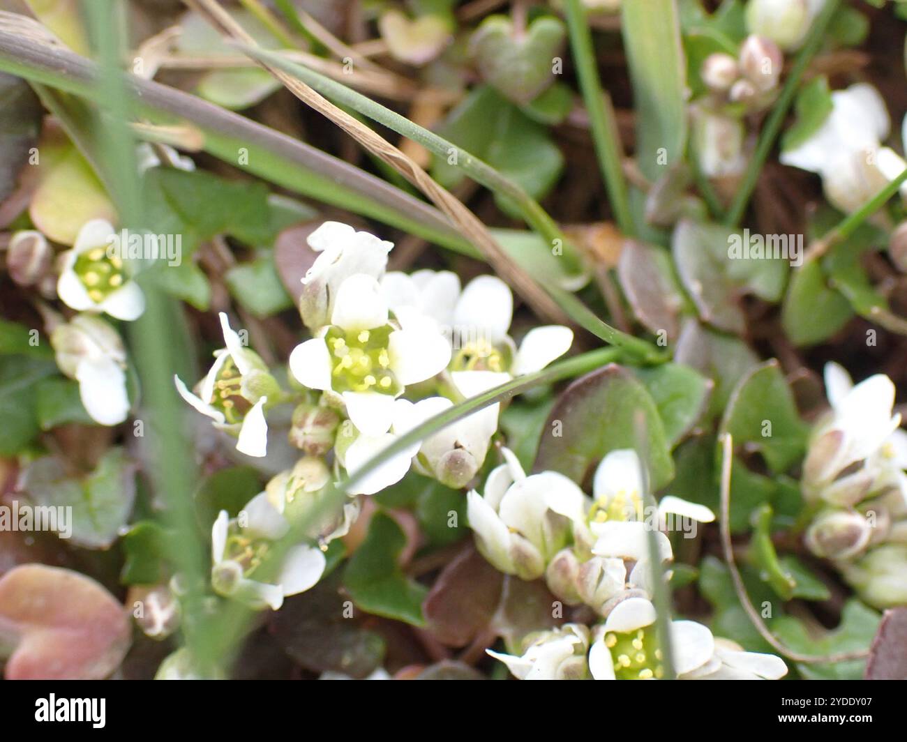 Danish Scurvy-grass (Cochlearia danica Stock Photo - Alamy