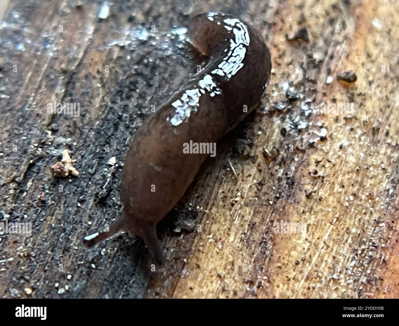 Smooth Land Slugs (Deroceras Stock Photo - Alamy