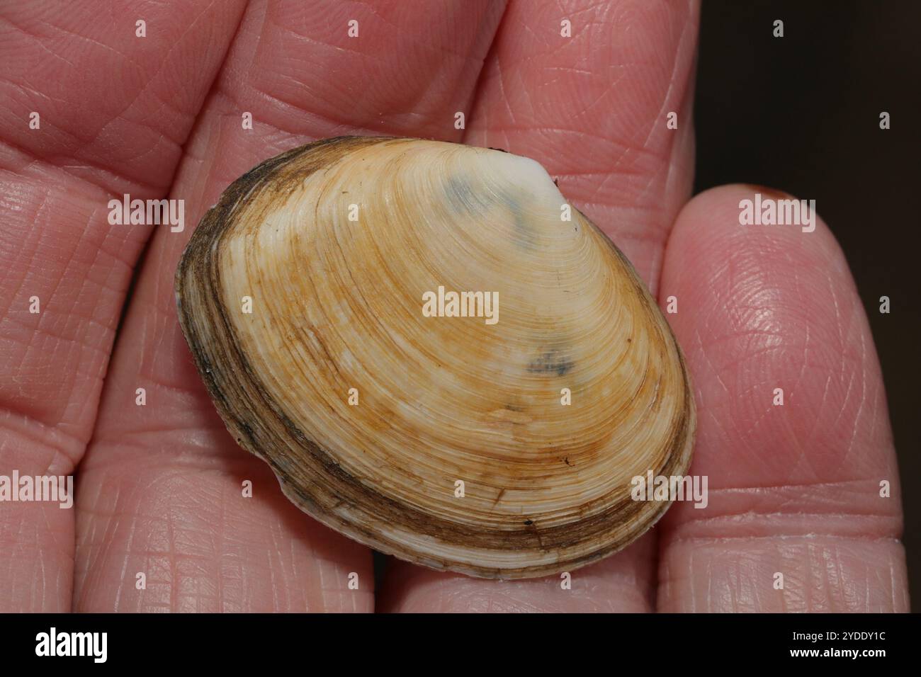 Peppery Furrow Shell (Scrobicularia plana Stock Photo - Alamy