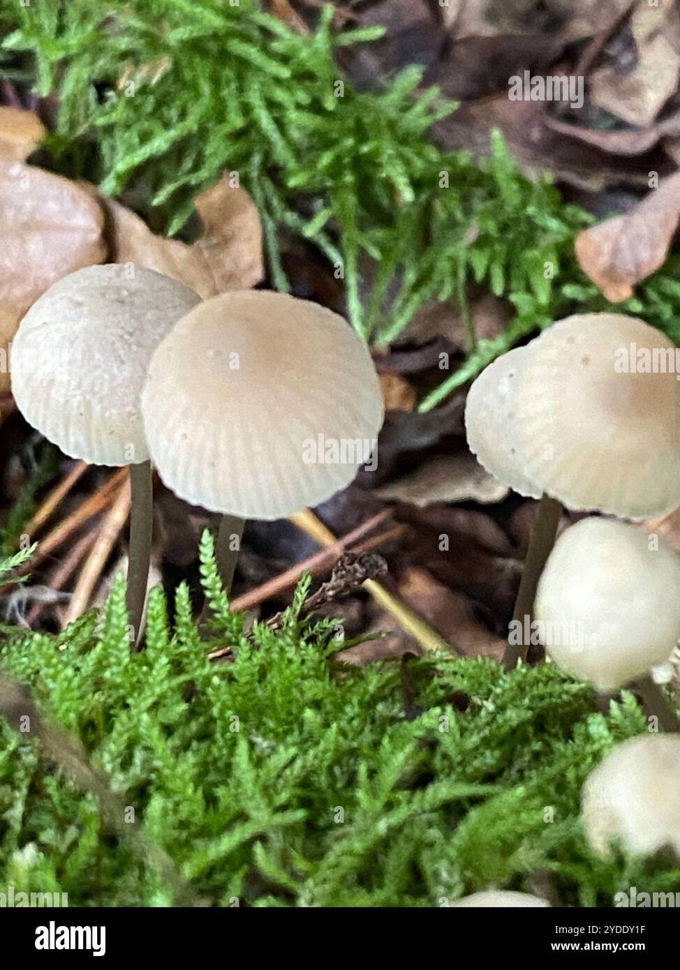 common bonnet (Mycena galericulata Stock Photo - Alamy