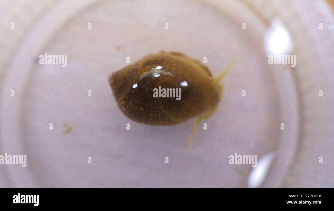 Bladder Snails (Physidae Stock Photo - Alamy