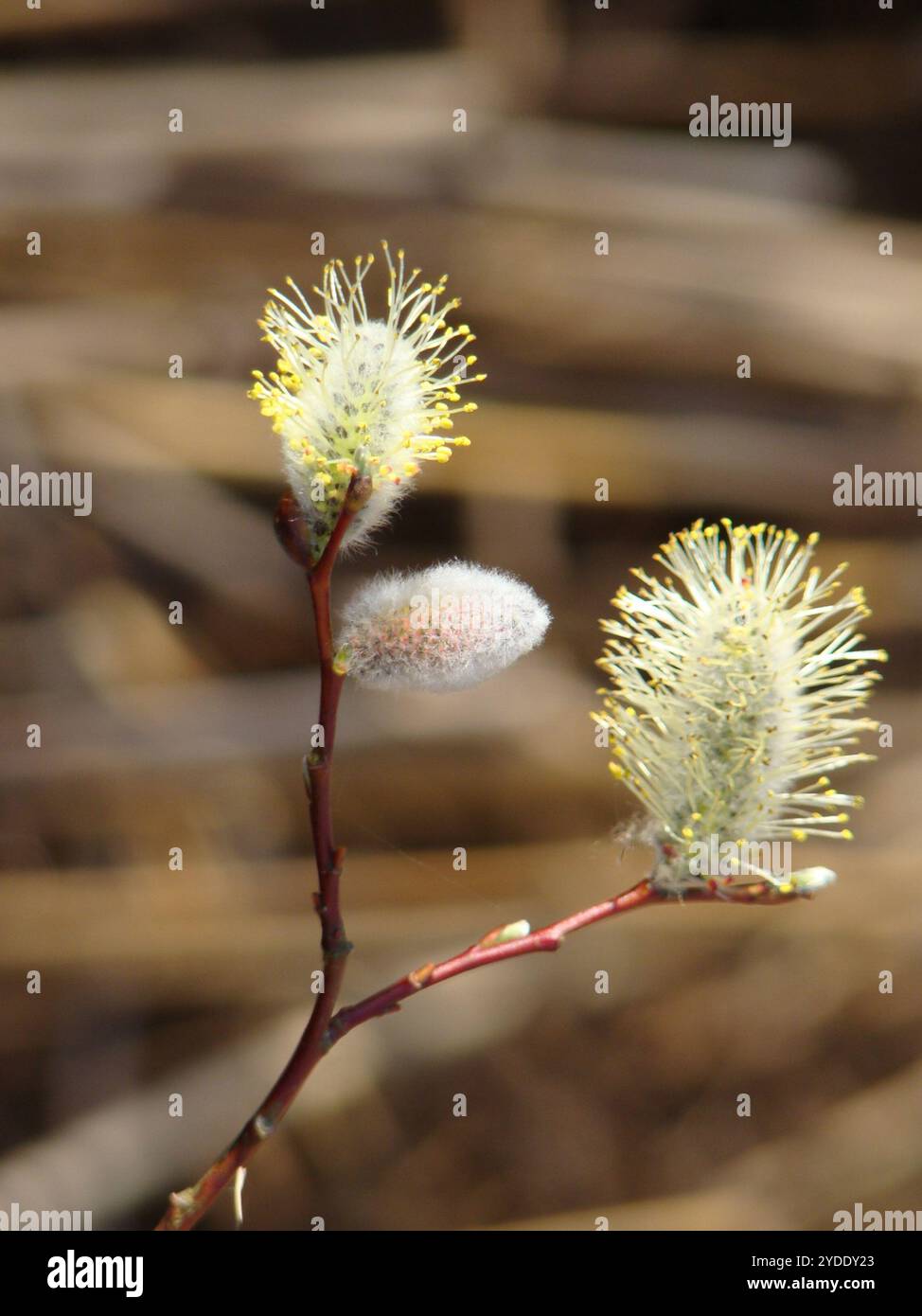 goat willow (Salix caprea Stock Photo - Alamy