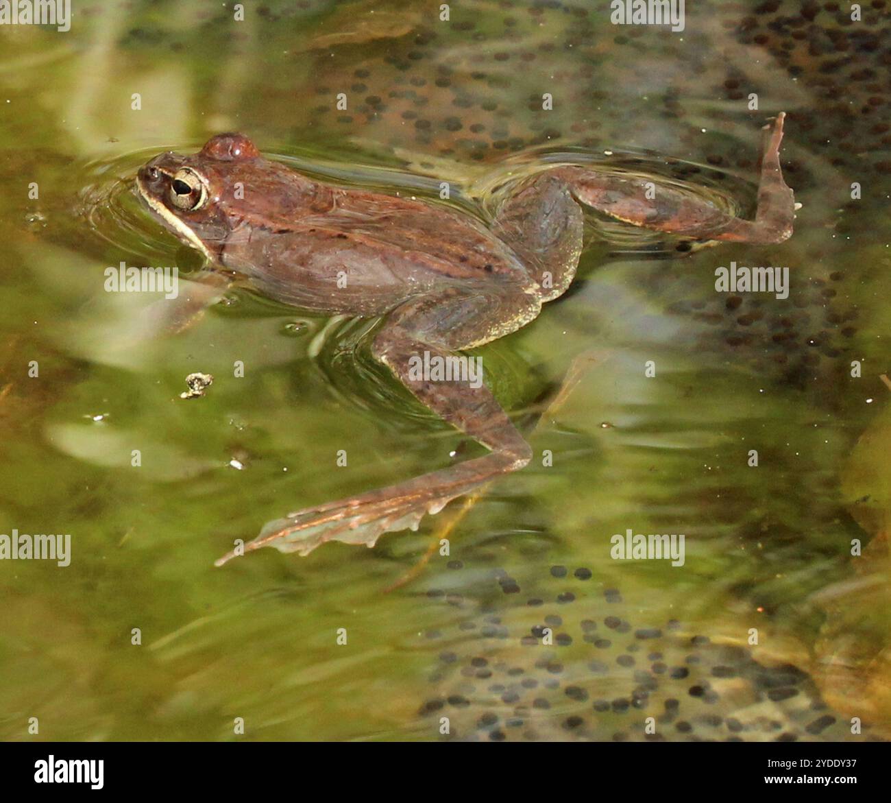 Wood Frog (Lithobates sylvaticus Stock Photo - Alamy