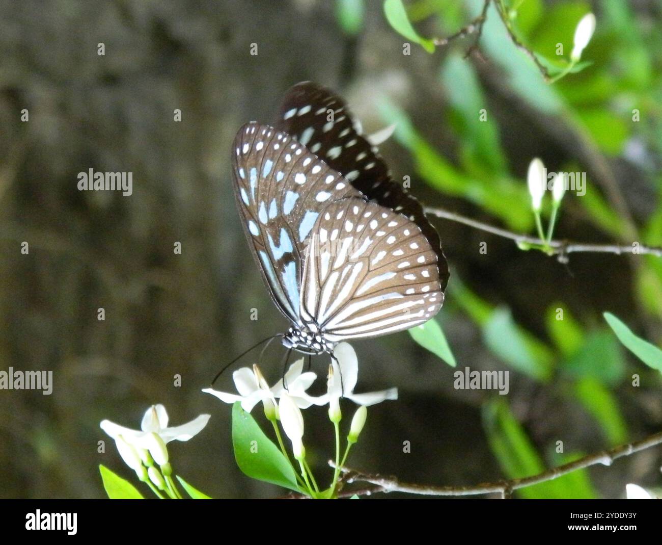 Ideopsis similis hi-res stock photography and images - Alamy