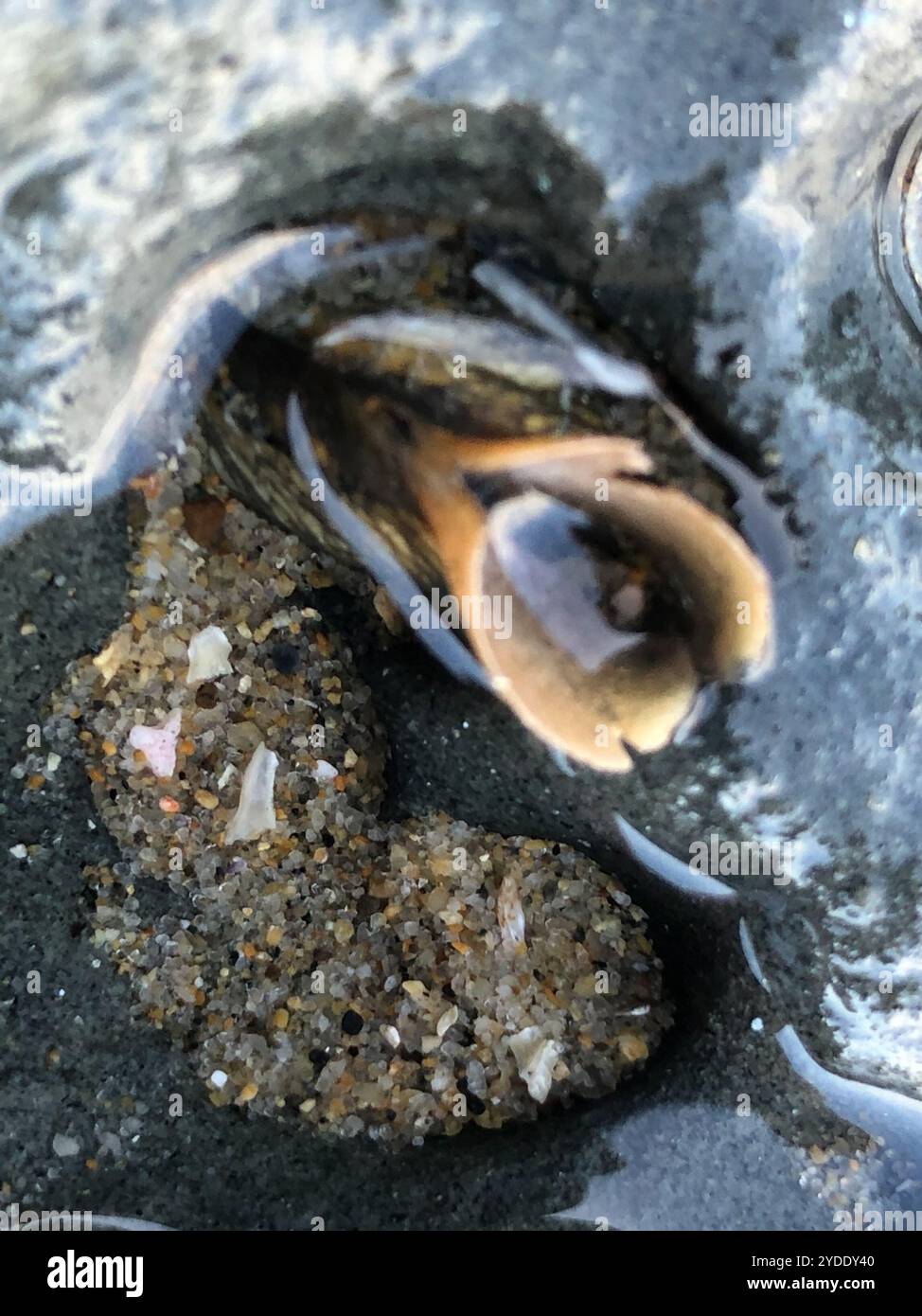 Flat-tip Piddock (Penitella penita Stock Photo - Alamy