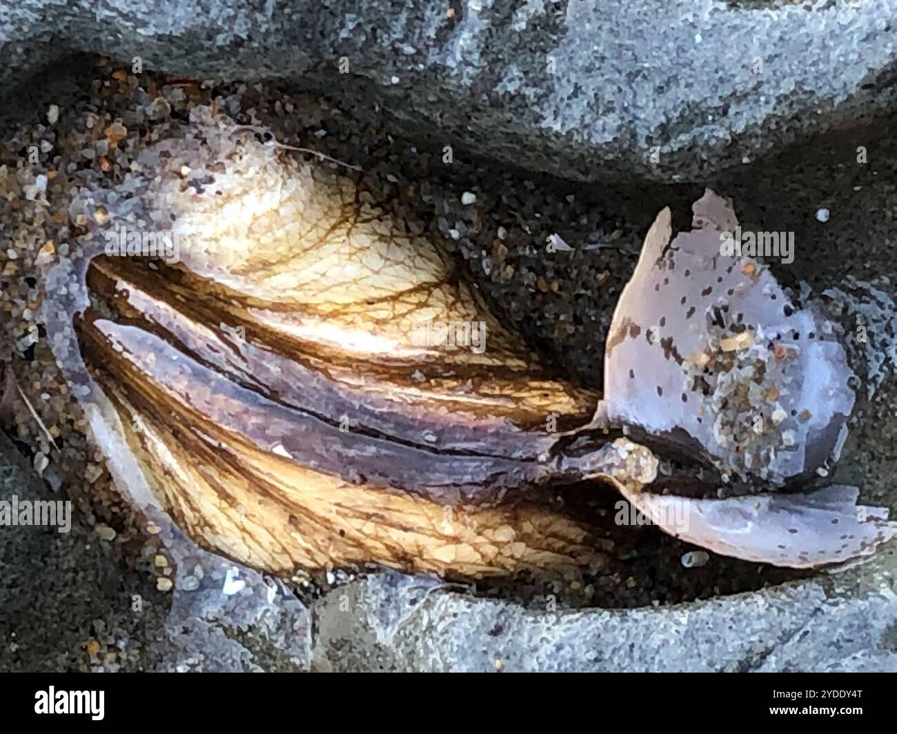 Flat-tip Piddock (Penitella penita Stock Photo - Alamy