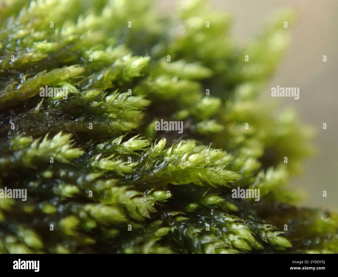 Velvet Ragged Moss (Brachytheciastrum velutinum velutinum Stock Photo ...
