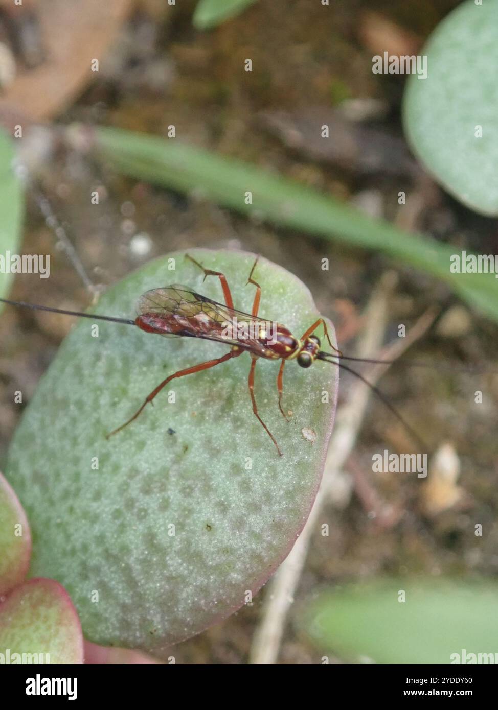 Lissonota hi-res stock photography and images - Alamy